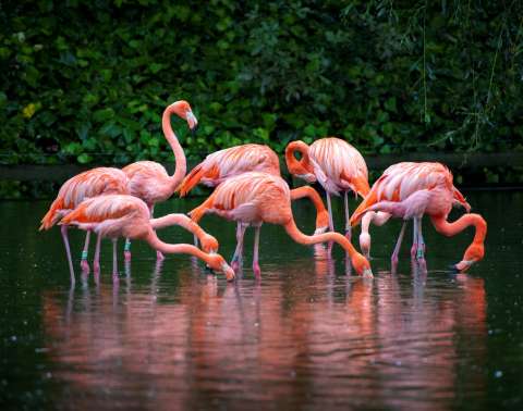 Getting to Chester Zoo: Closest tube & train station