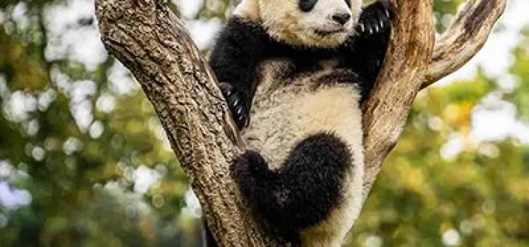 Global Giant Panda Tour: Exploring Panda Habitats Outside China