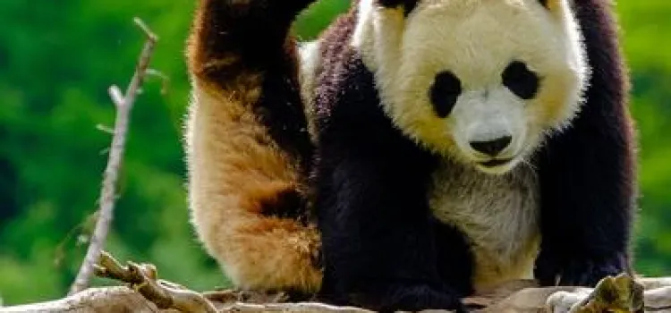 Chasing Star Pandas: A Guide to Popular Panda Spots in China travel ...